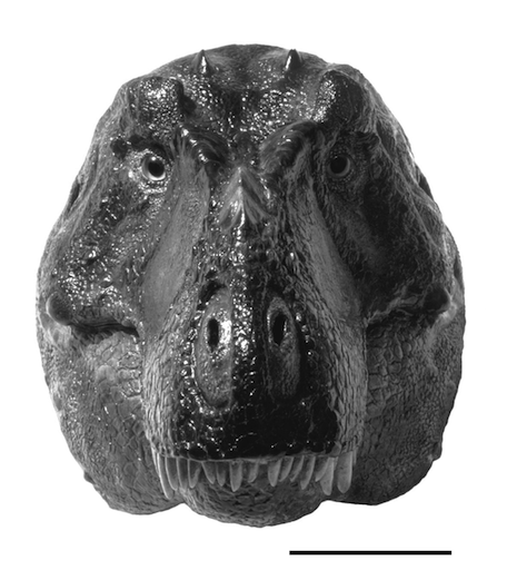 Tyrannosaurus rex is often distinguished from other theropod dinosaurs ...